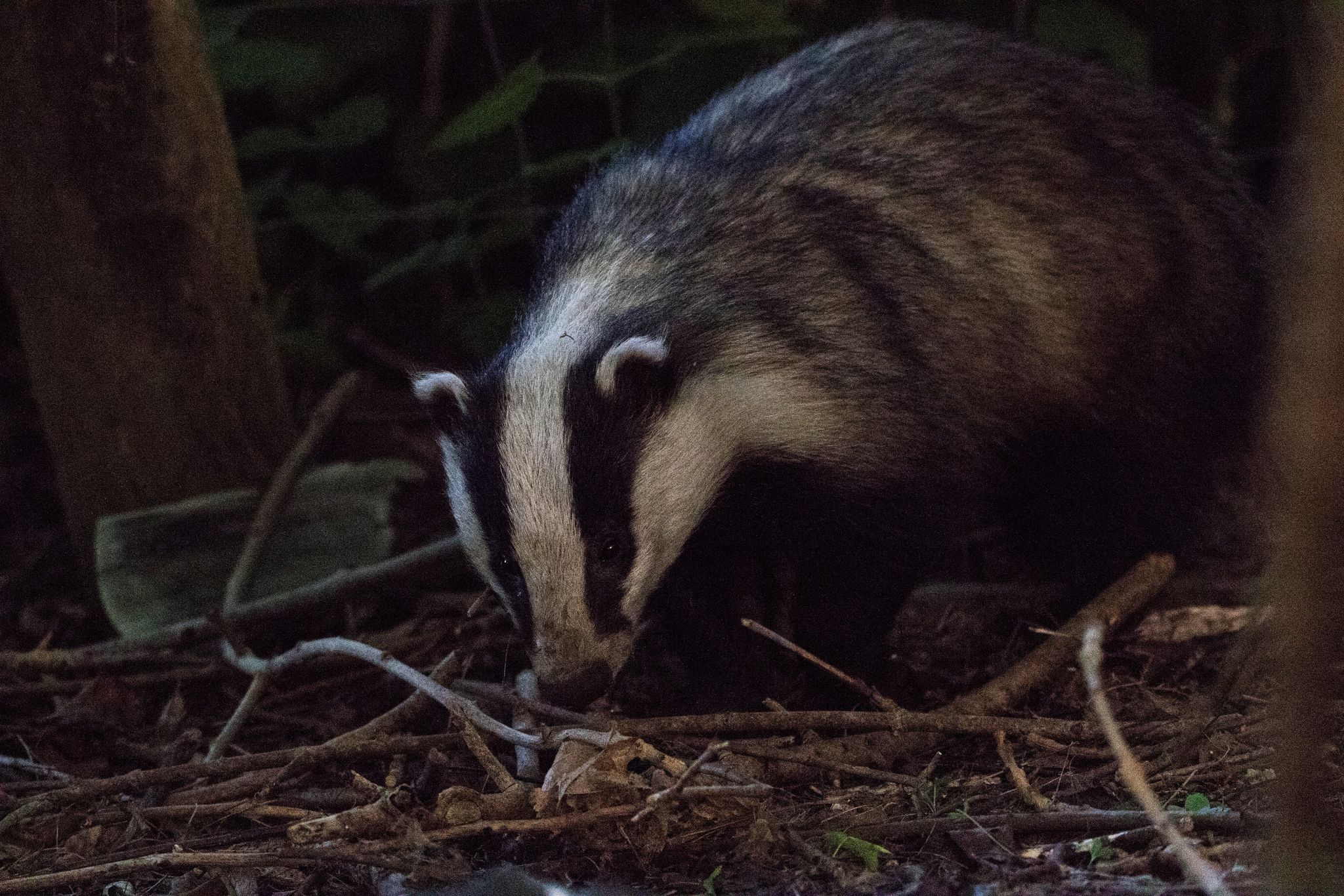 How to help – Cornwall Badger Group