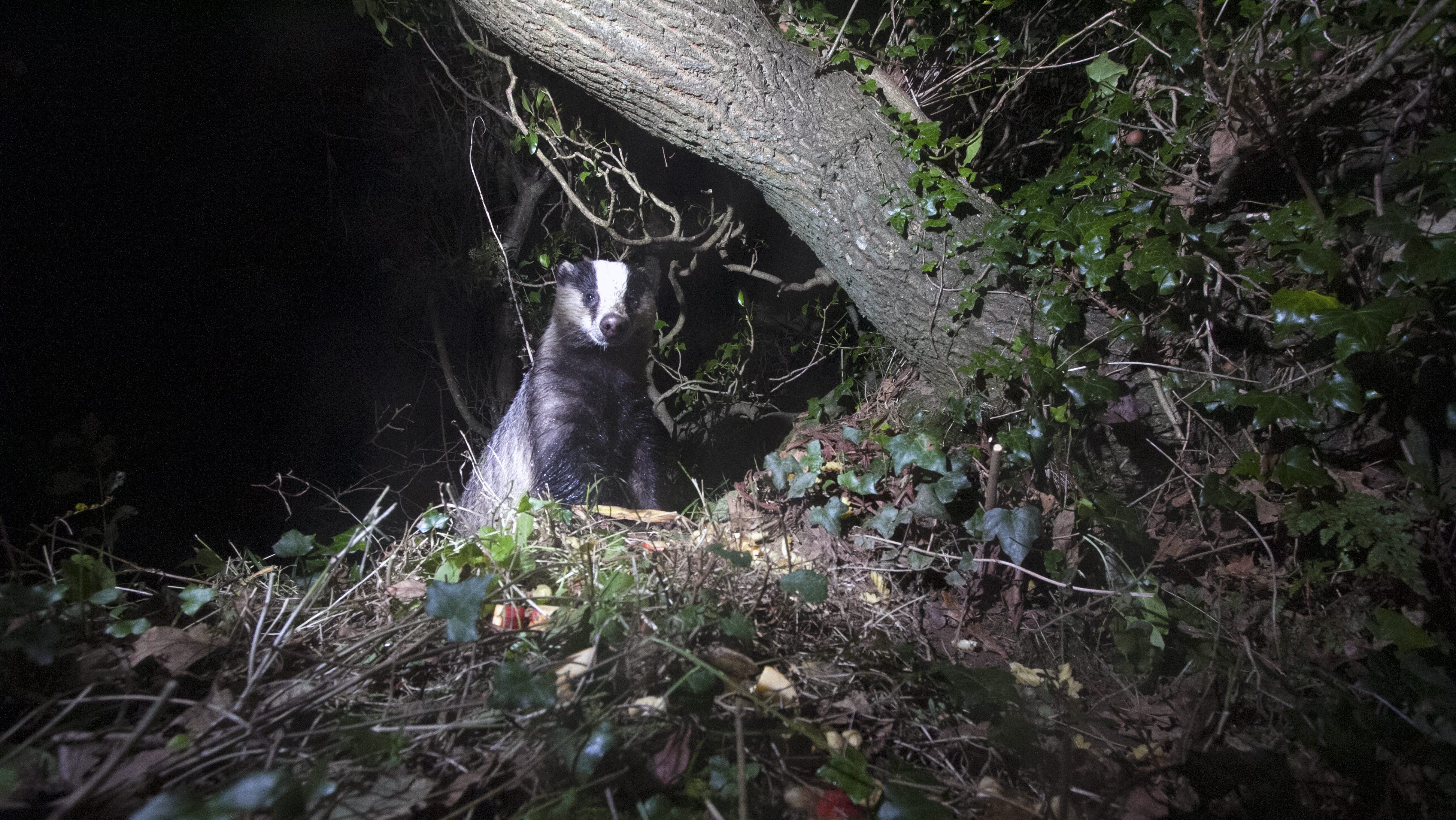Cornwall Badger Group – We are Cornwall's local badger group affiliated ...